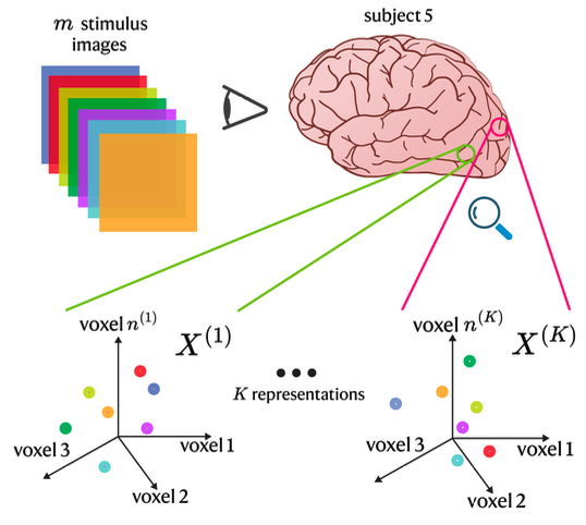 Relating Representational Geometry to Cortical Geometry in the Visual Cortex | Geometric ...